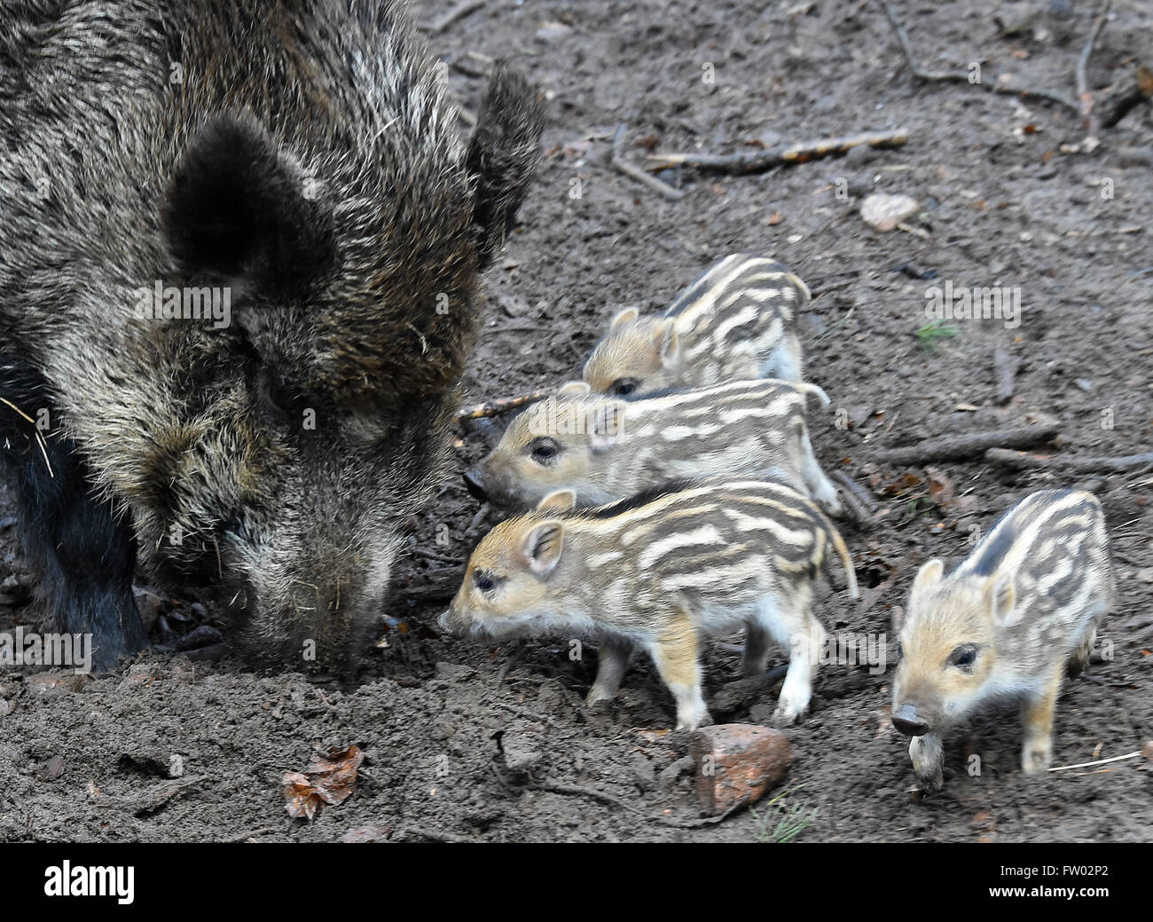 30 different species hi-res stock photography and images - Alamy