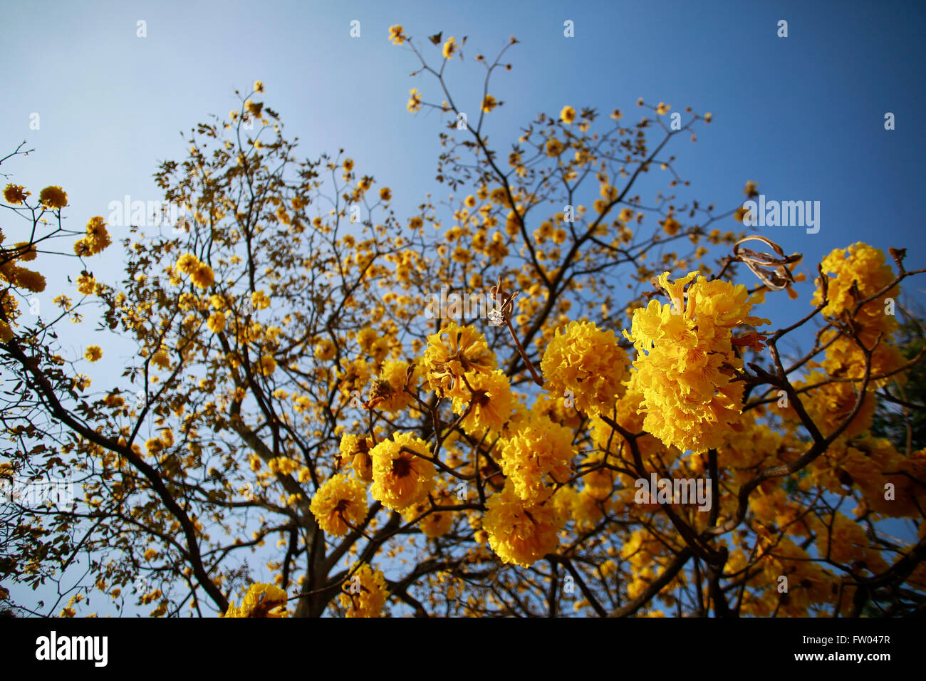 Yellow tabebuia flowers blossom hi-res stock photography and images - Alamy