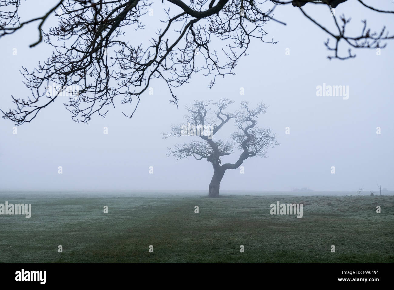 Tree Foggy Day Stock Photo - Alamy