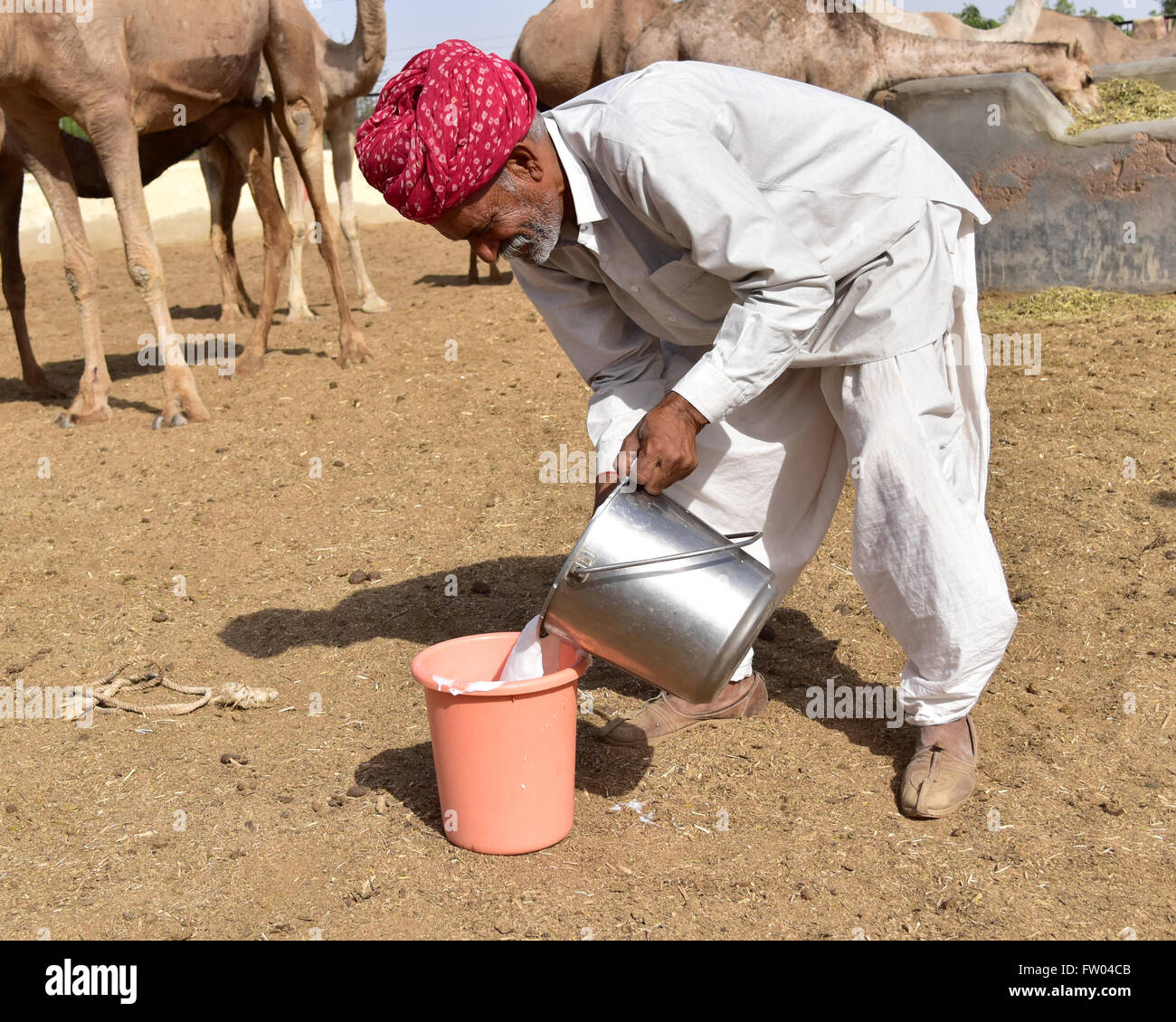 Bikaner, India. 30th Mar, 2016. A man collects camels' milk at National ...