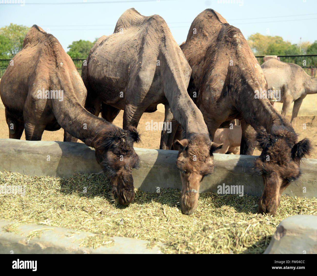 Bikaner, India. 30th Mar, 2016. Camel having fodder meal at National ...