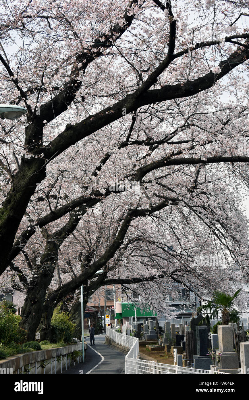 Tokyo, Japan. 31st Mar, 2016. Pale pink cherry blossoms are almost in ...