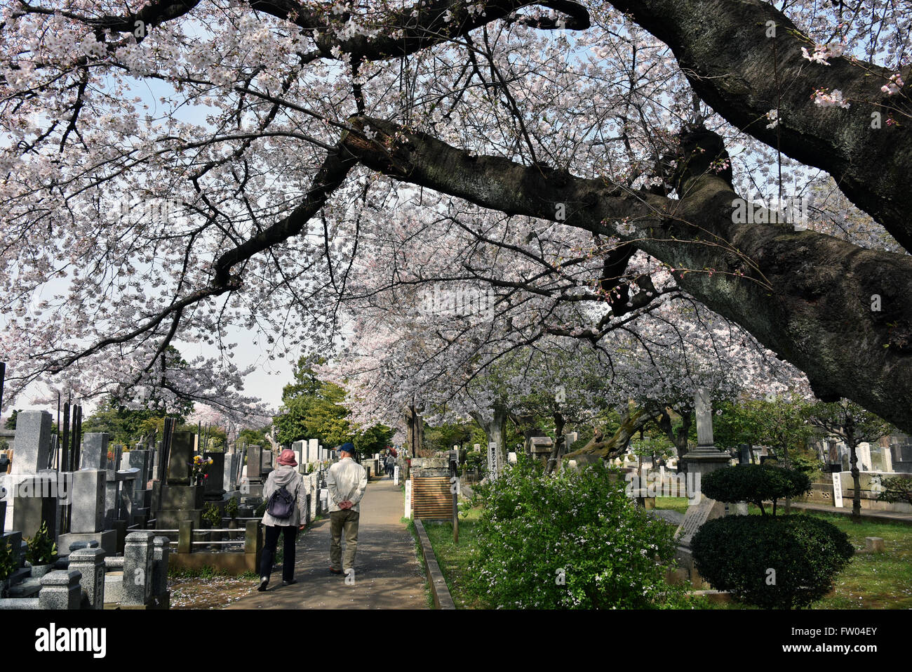 Tokyo, Japan. 31st Mar, 2016. Pale pink cherry blossoms are almost in ...