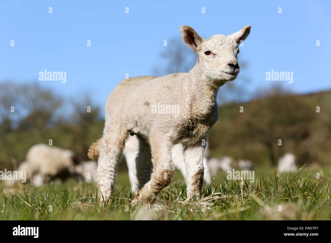 Brecon Beacons, Wales, UK. 31st Mar, 2016. Young lambs pictured ...