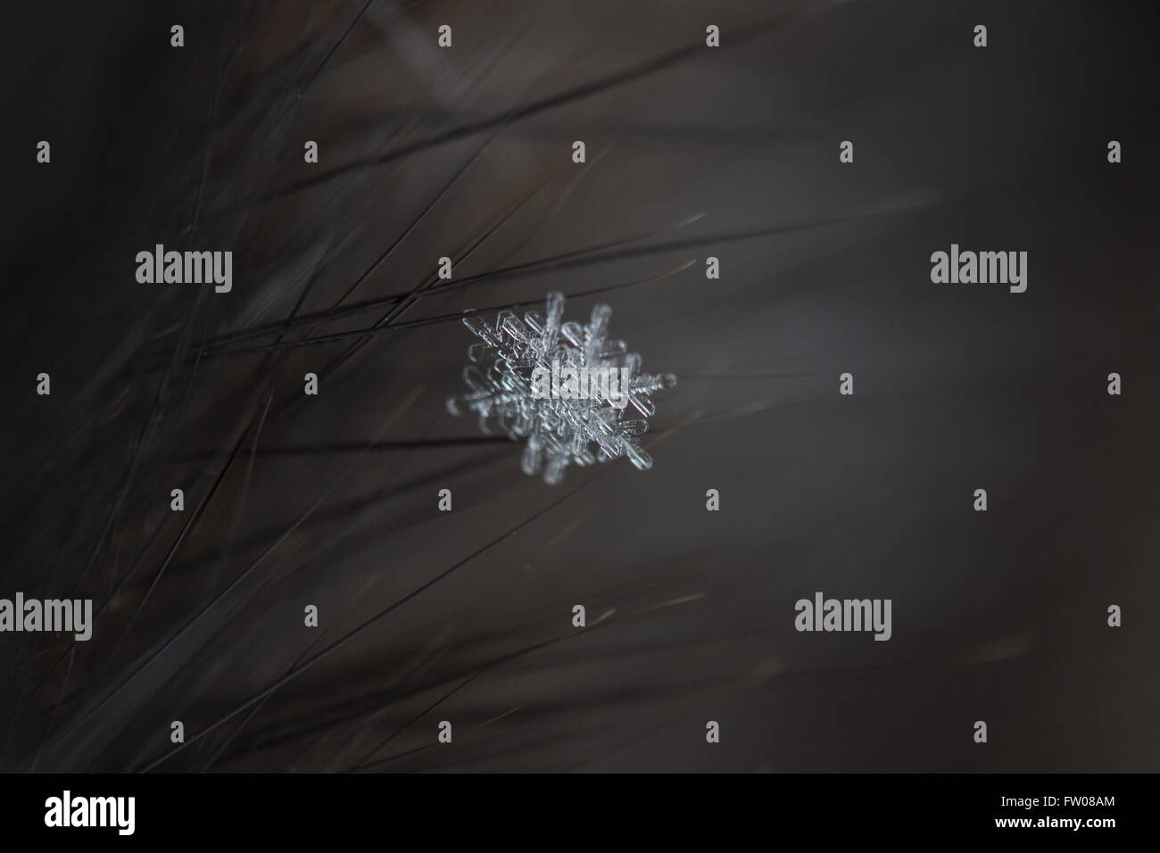 Kiev, Ukraine. 31st Mar, 2016. natural ice crystal snowflake © Nazar ...