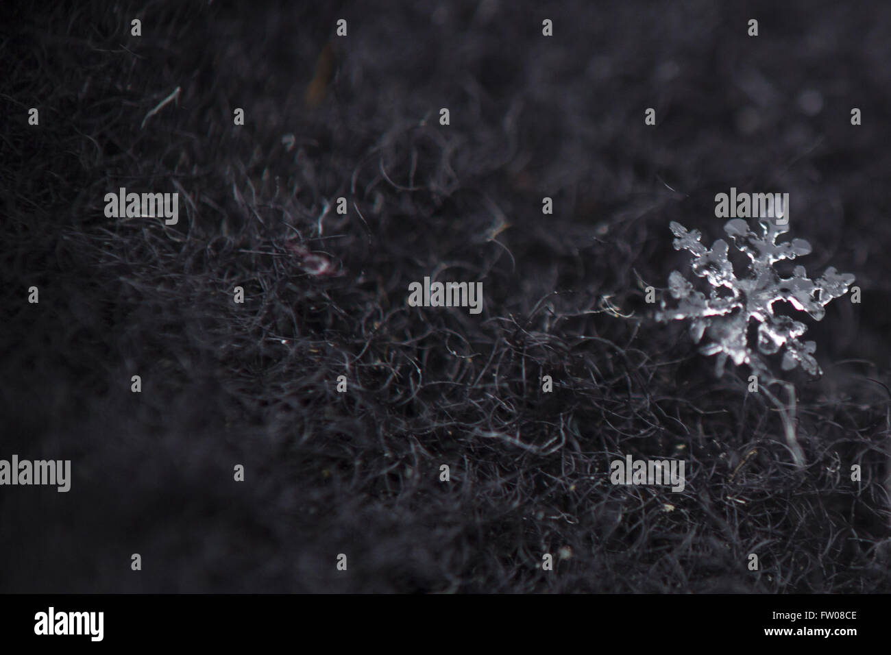 Kiev, Ukraine. 31st Mar, 2016. natural ice crystal snowflake © Nazar ...