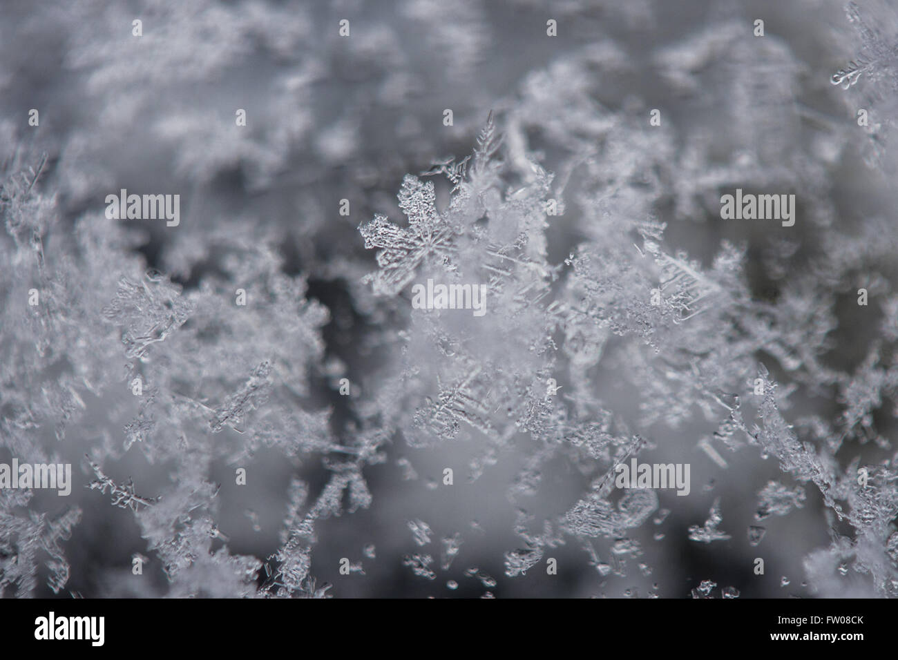 Kiev, Ukraine. 31st Mar, 2016. natural ice crystal snowflake © Nazar ...