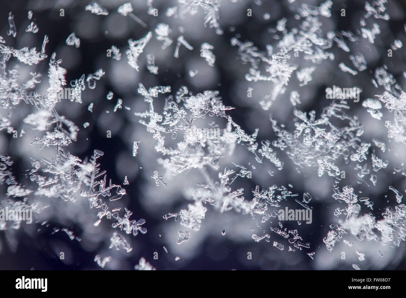 Kiev, Ukraine. 31st Mar, 2016. natural ice crystal snowflake © Nazar ...