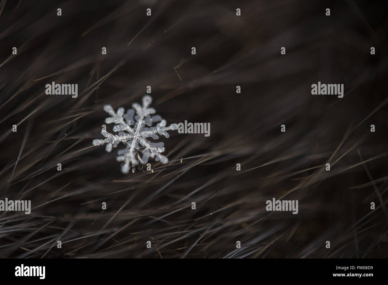 Kiev, Ukraine. 31st Mar, 2016. natural ice crystal snowflake © Nazar ...