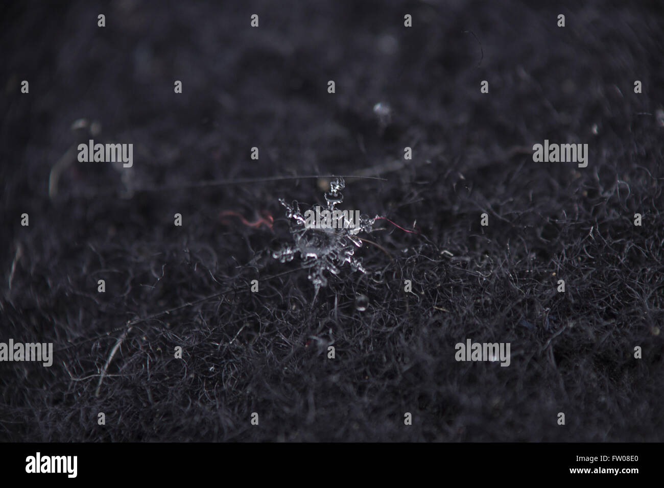 Kiev, Ukraine. 31st Mar, 2016. natural ice crystal snowflake © Nazar ...