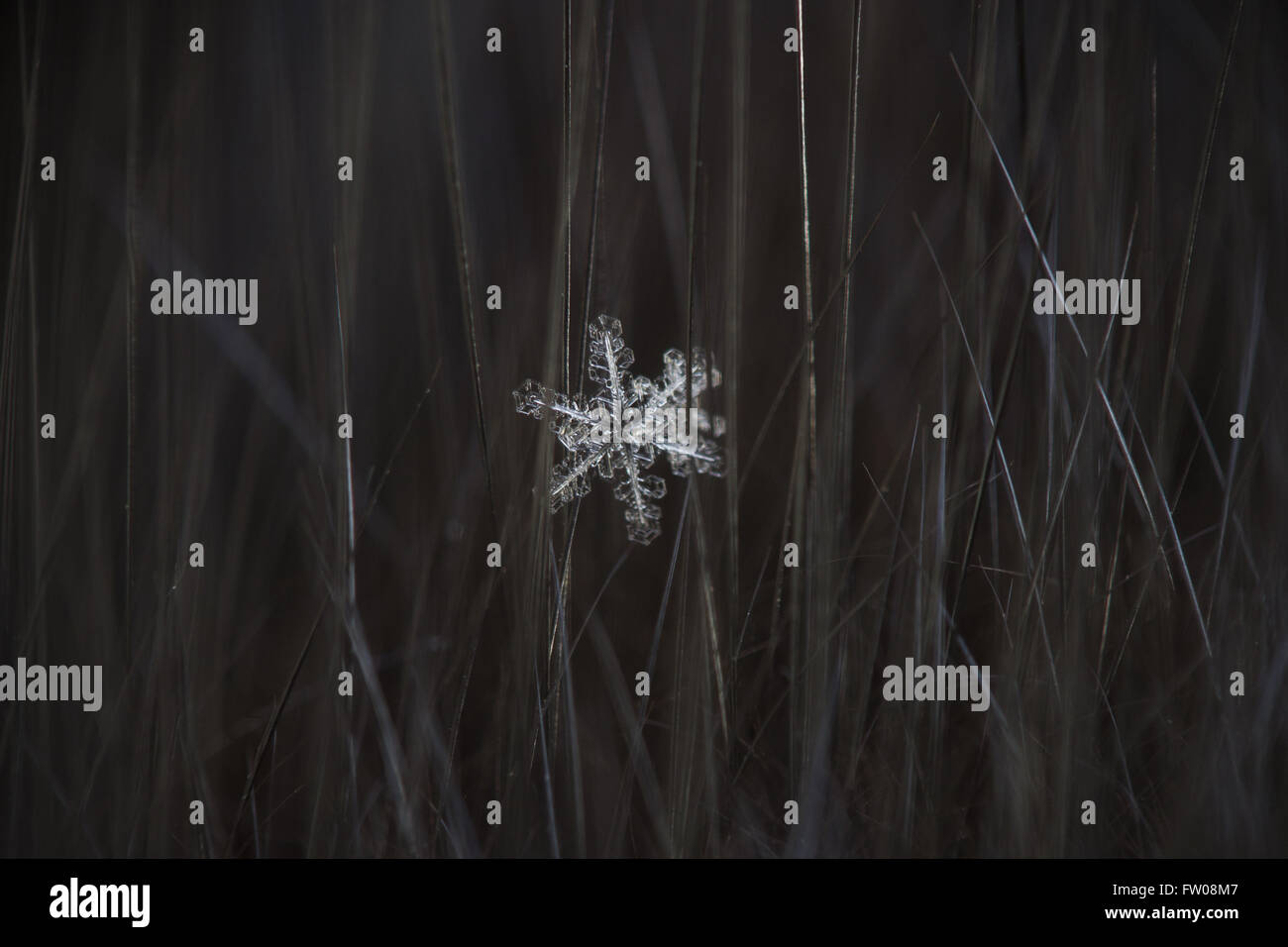 Kiev, Ukraine. 31st Mar, 2016. natural ice crystal snowflake © Nazar ...