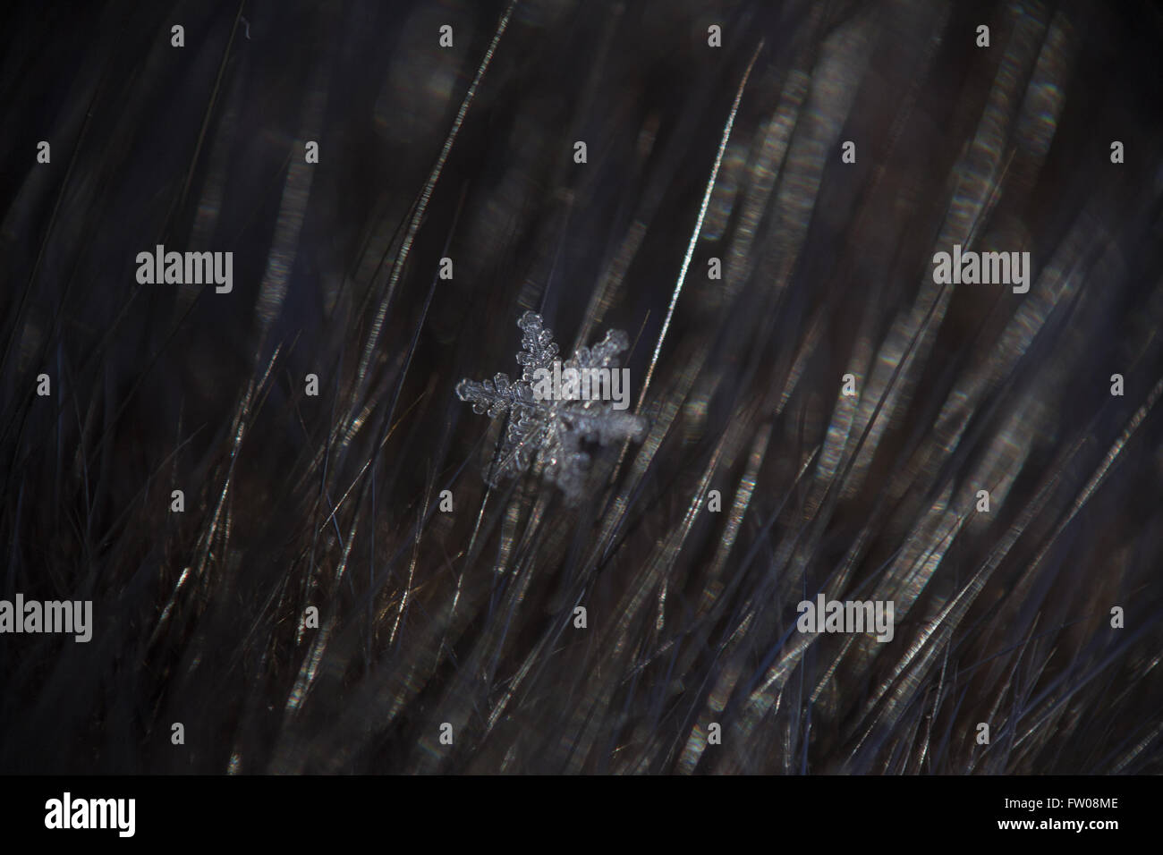 Kiev, Ukraine. 31st Mar, 2016. natural ice crystal snowflake © Nazar ...