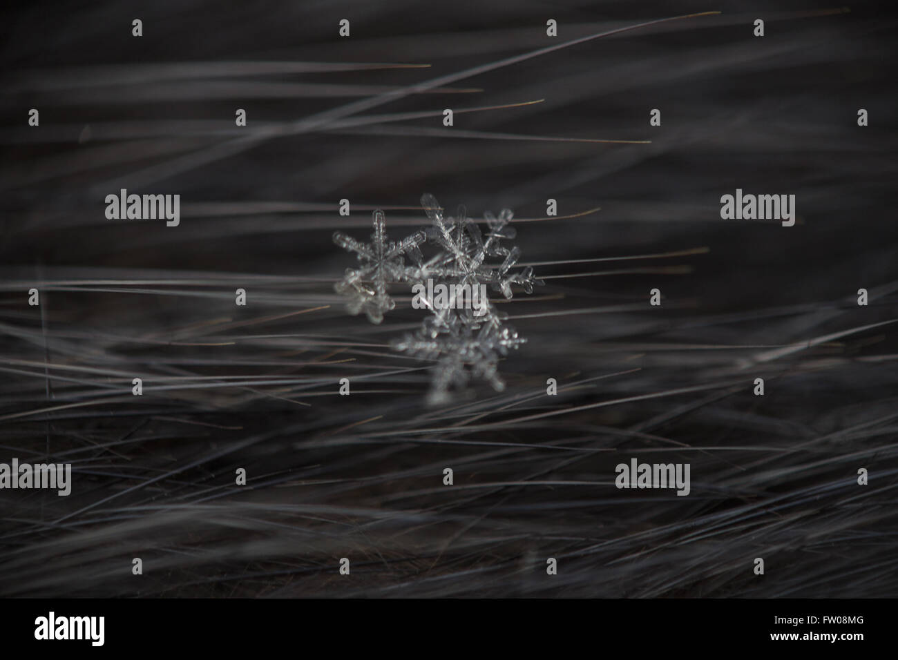 Kiev, Ukraine. 31st Mar, 2016. natural ice crystal snowflake © Nazar ...