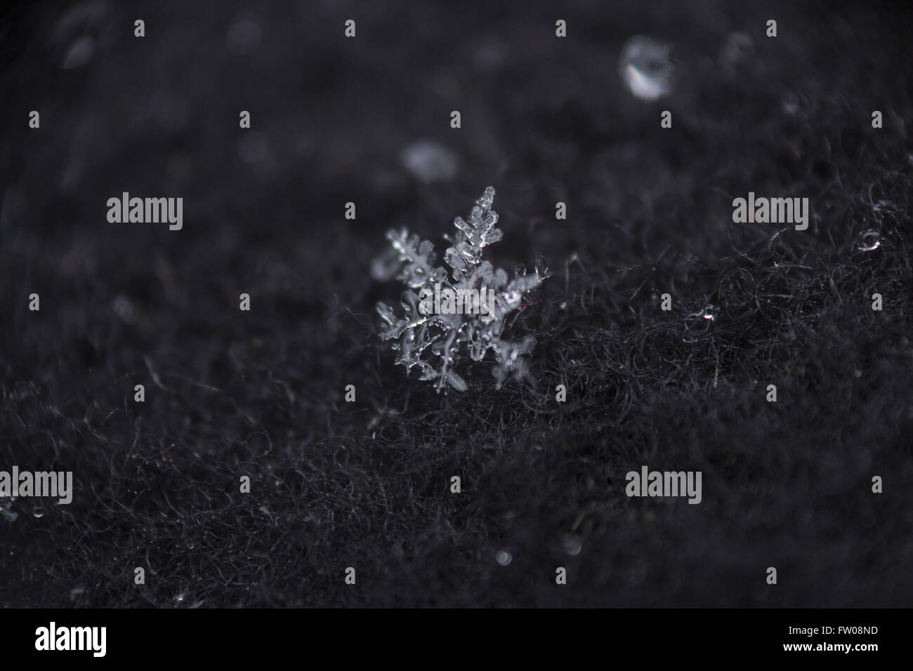 Kiev, Ukraine. 31st Mar, 2016. natural ice crystal snowflake © Nazar ...