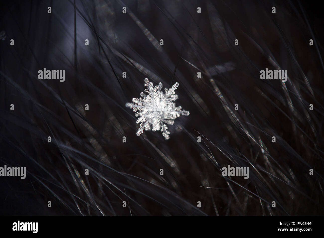 Kiev, Ukraine. 31st Mar, 2016. natural ice crystal snowflake © Nazar ...