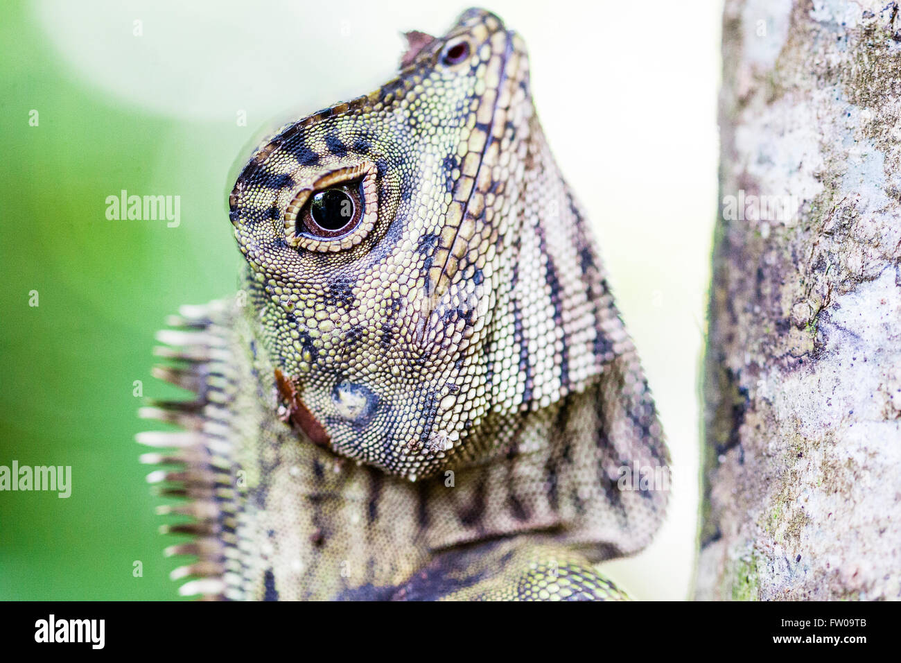 Angle head lizard hi-res stock photography and images - Alamy