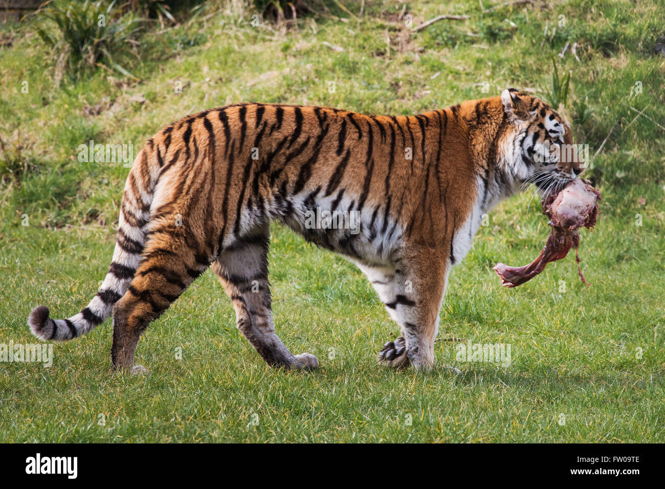 Tiger Eating Duck