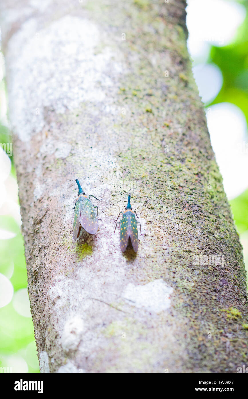 Kinabatangan river, Malaysian Borneo. Pair of lantern bugs (Pyrops ...
