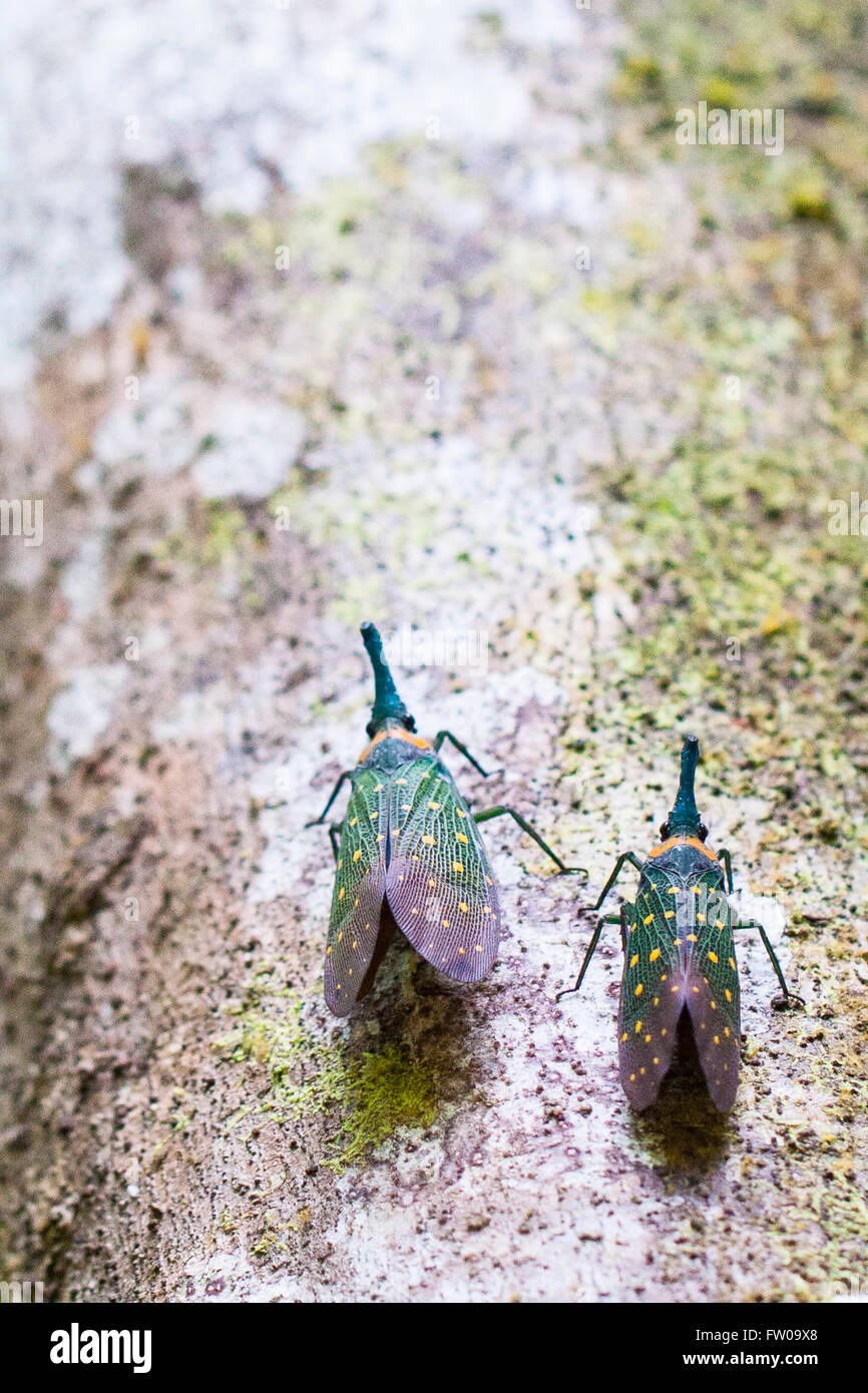 Kinabatangan river, Malaysian Borneo. Pair of lantern bugs (Pyrops ...