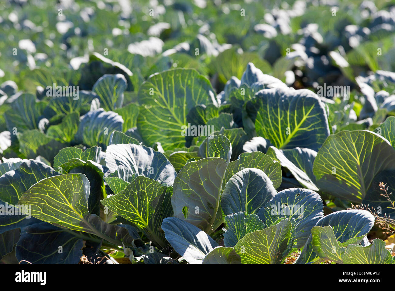 Field of cabbage, spring Stock Photo - Alamy