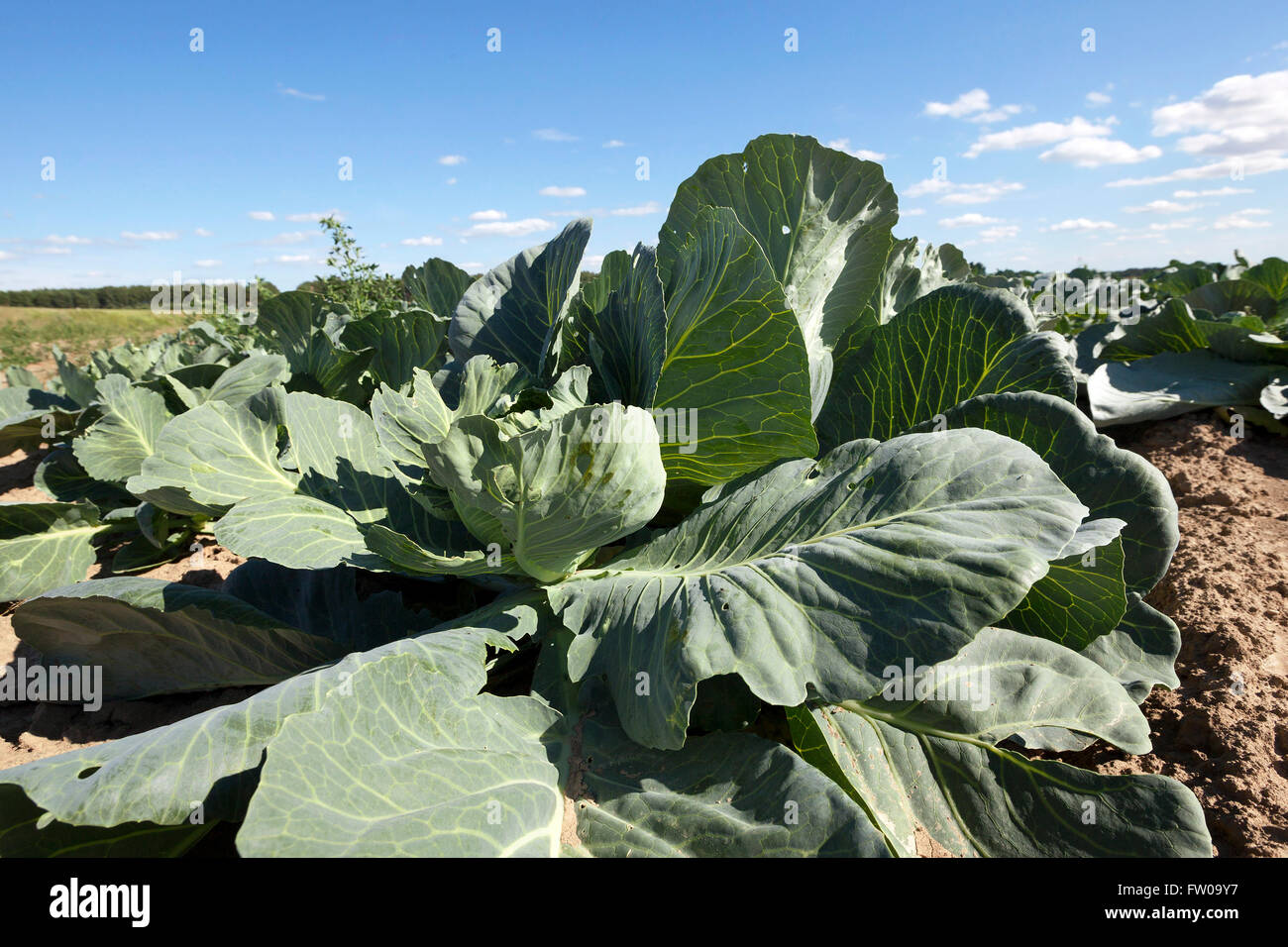 Field with cabbage Stock Photo - Alamy