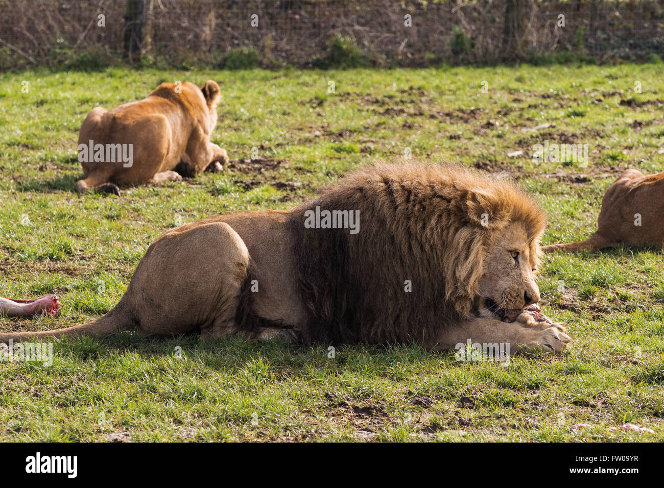 Longleat lion hi-res stock photography and images - Alamy