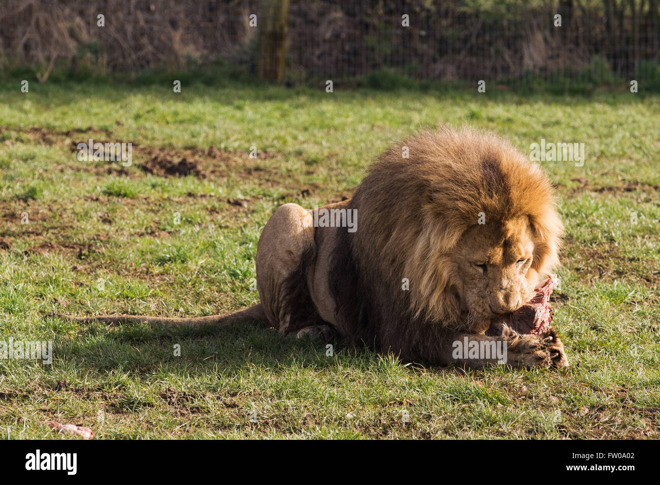 Longleat lion hi-res stock photography and images - Alamy