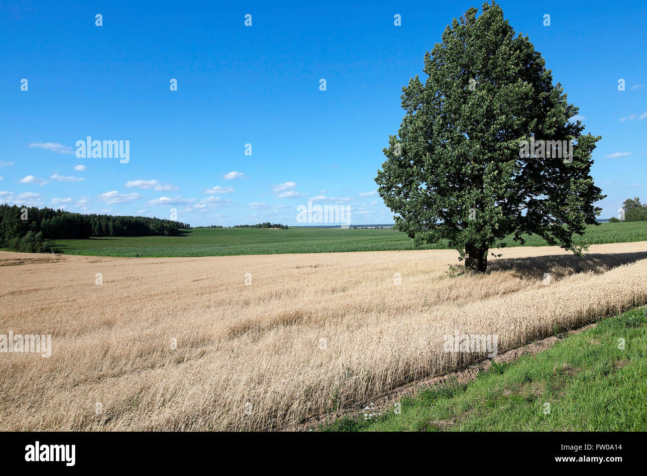 farm field cereals Stock Photo - Alamy