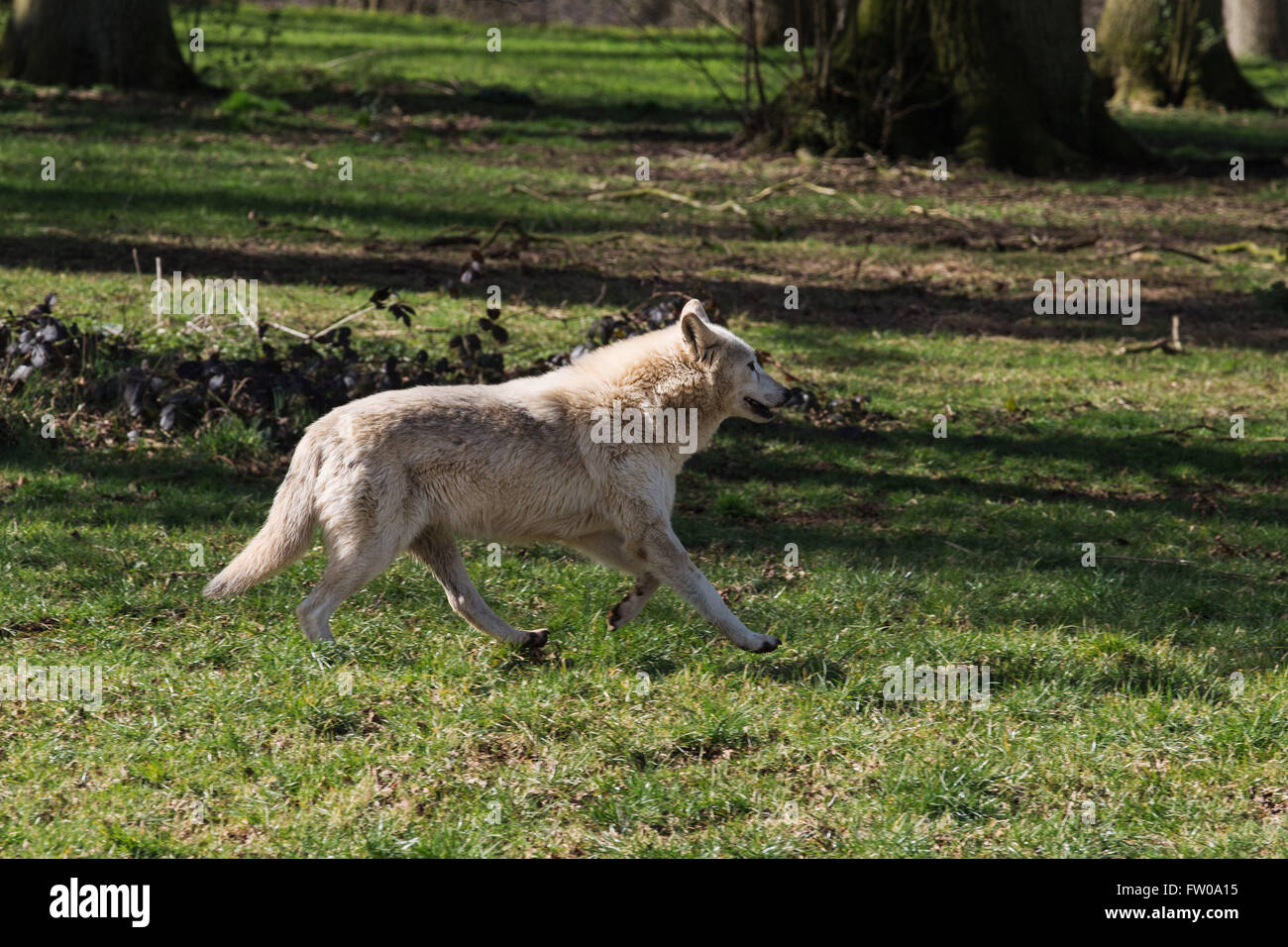 A timber wolf at Longleat Safari Park Stock Photo - Alamy