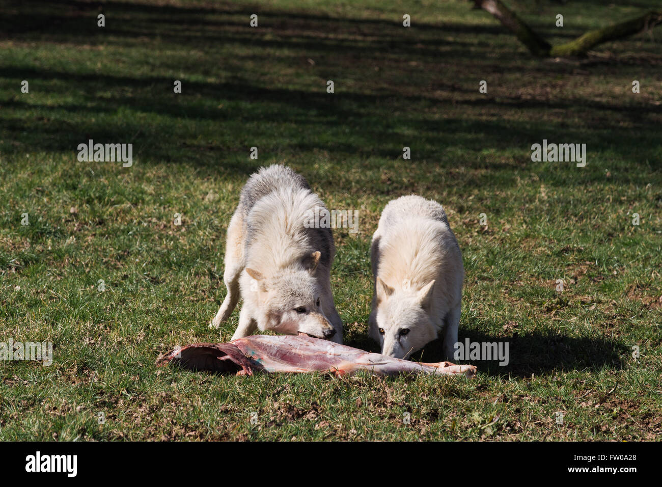 Zoo wolf feeding hi-res stock photography and images - Alamy
