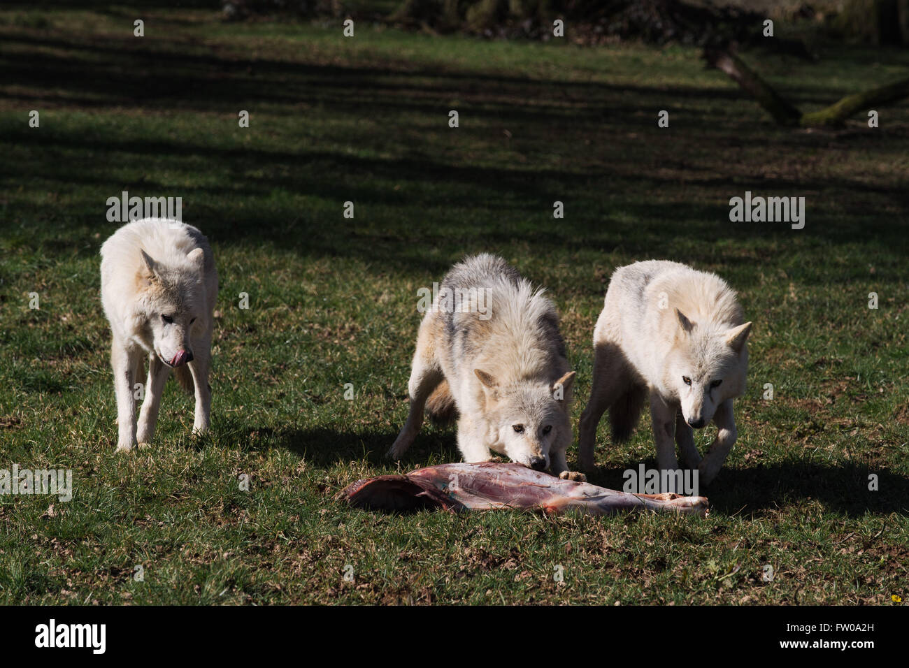 Timber wolves during feeding time at Longleat Safari Park Stock Photo ...