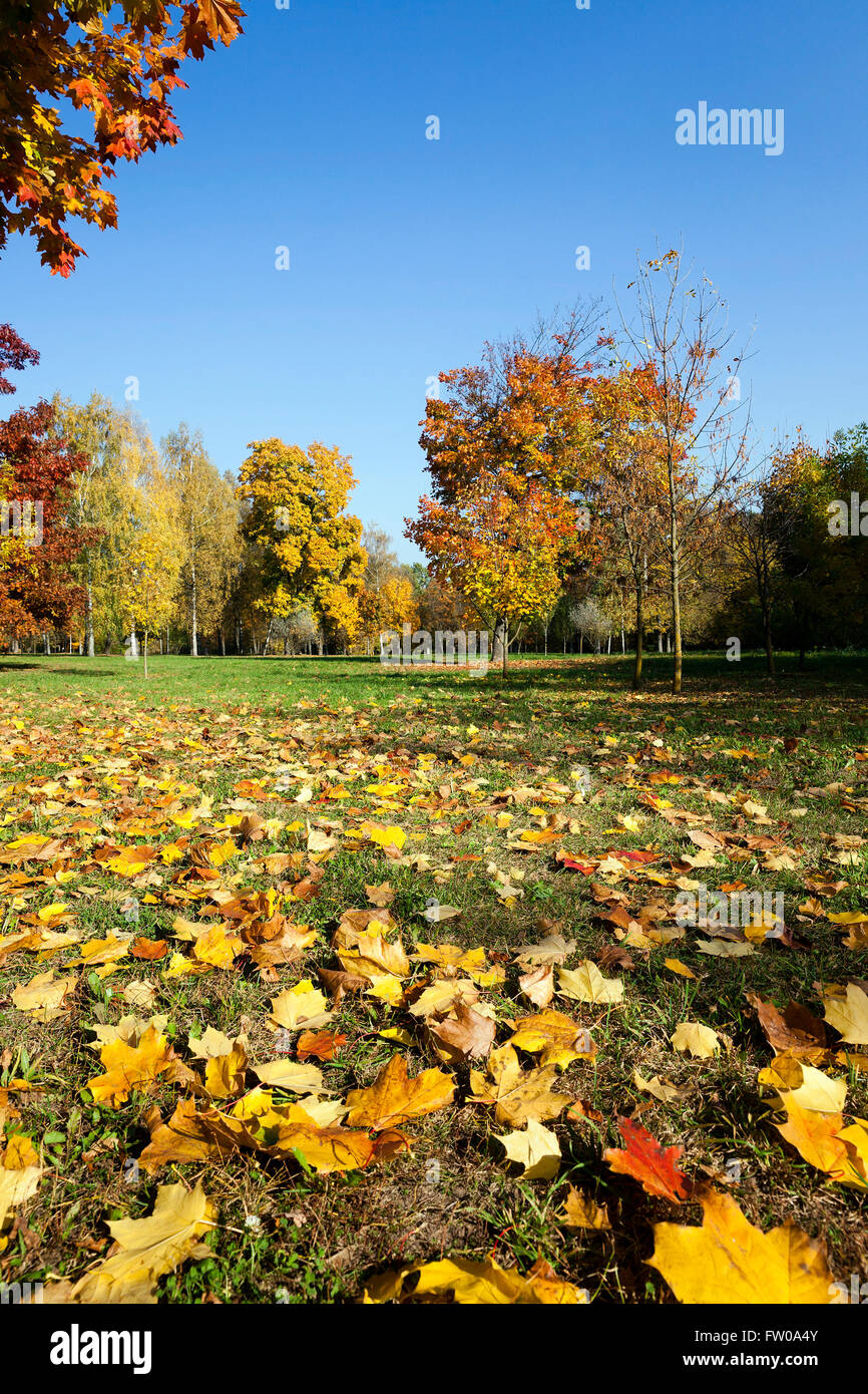 autumn forest , Belarus Stock Photo - Alamy
