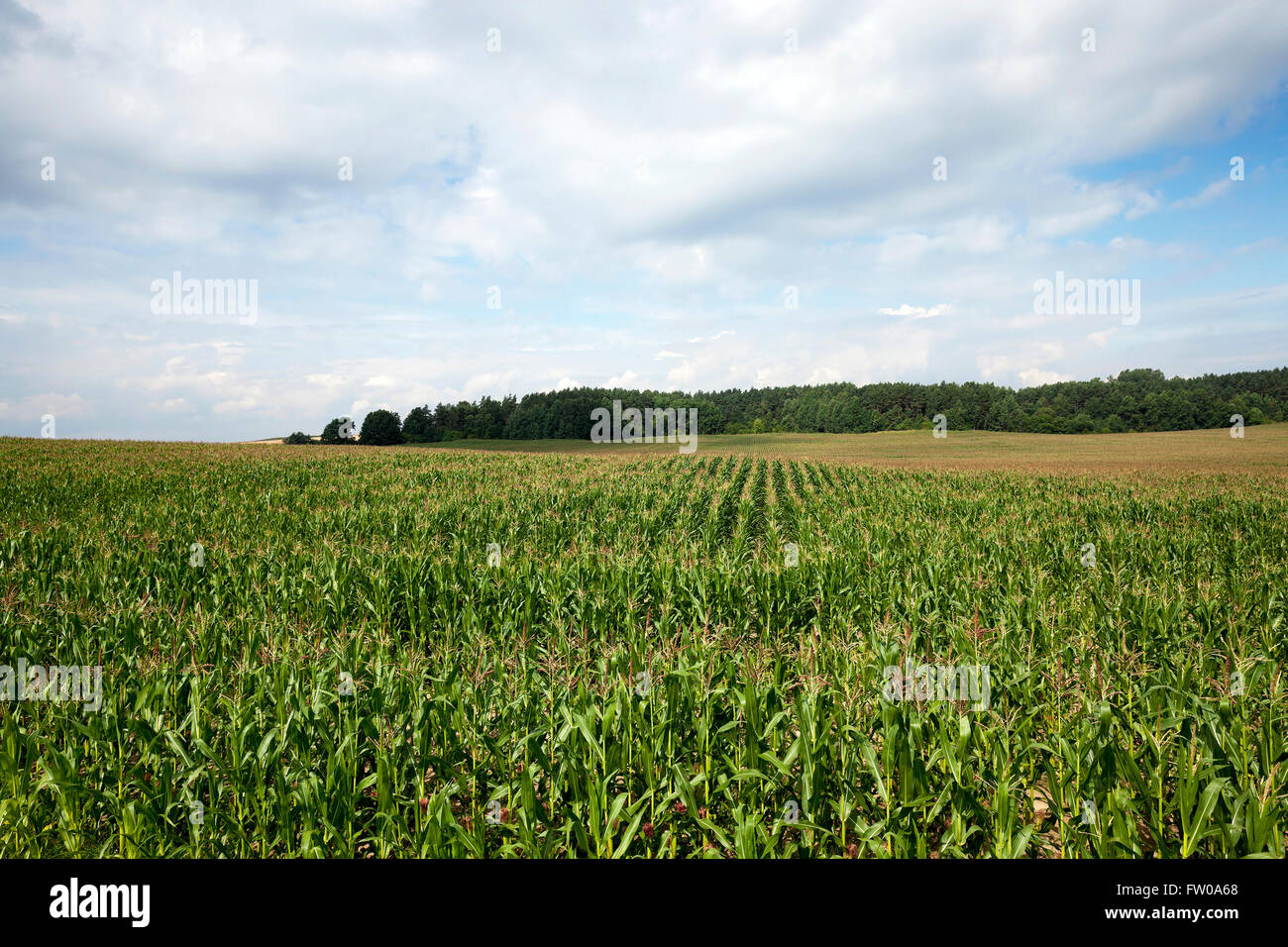 corn field, agriculture Stock Photo - Alamy
