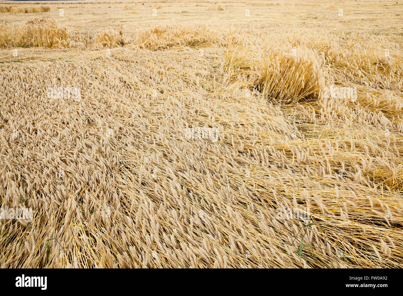 destroyed by the storm wheat Stock Photo - Alamy