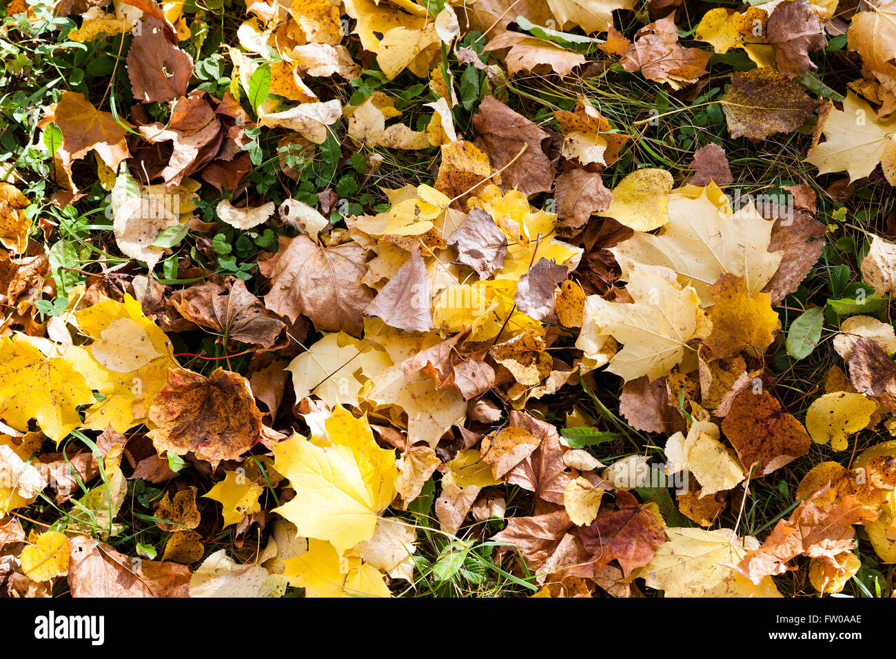fallen leaves of trees close-up Stock Photo - Alamy