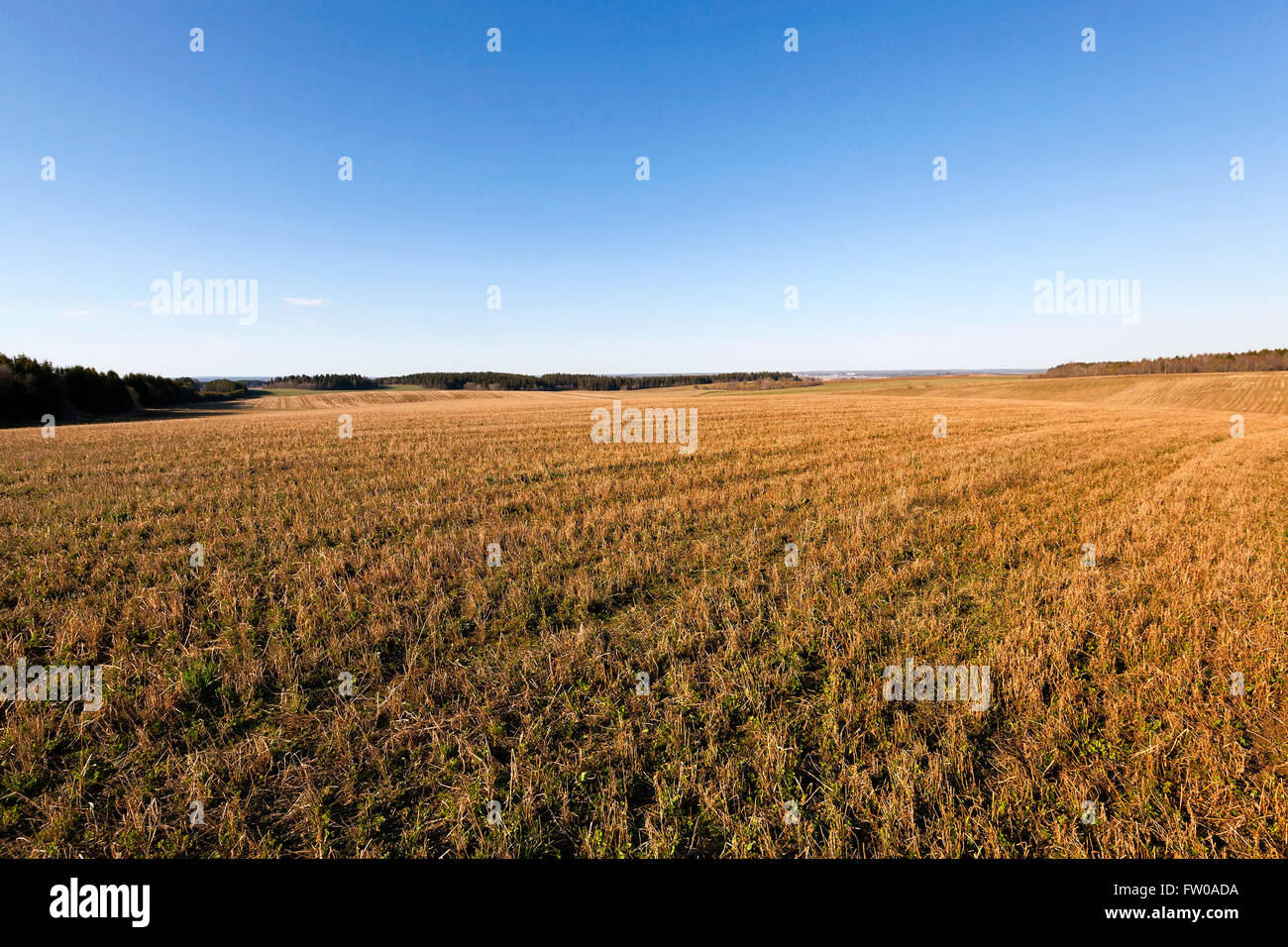 green vegetation , field Stock Photo - Alamy