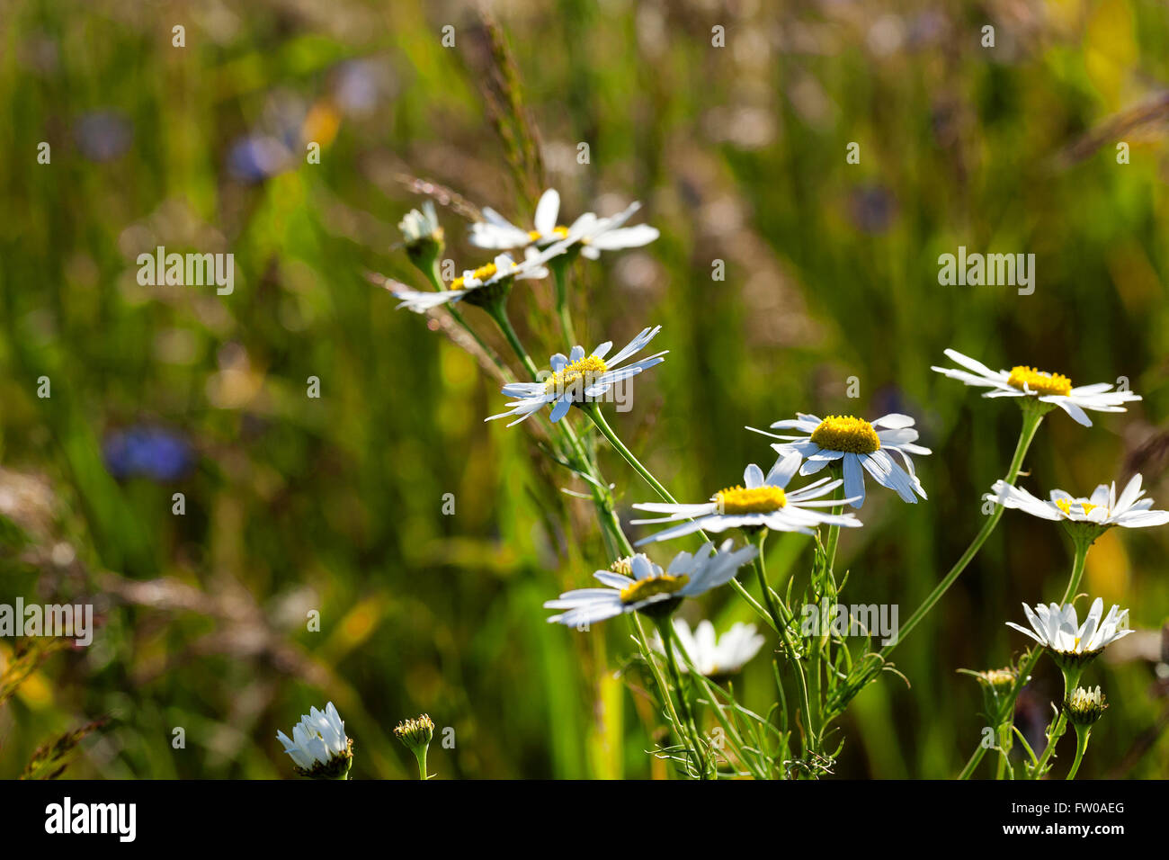 white daisy , bloom Stock Photo - Alamy