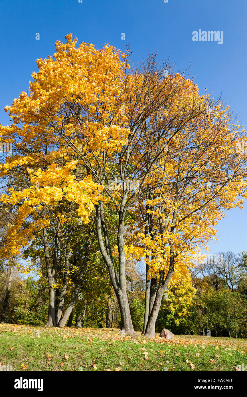 autumn forest , Belarus Stock Photo - Alamy