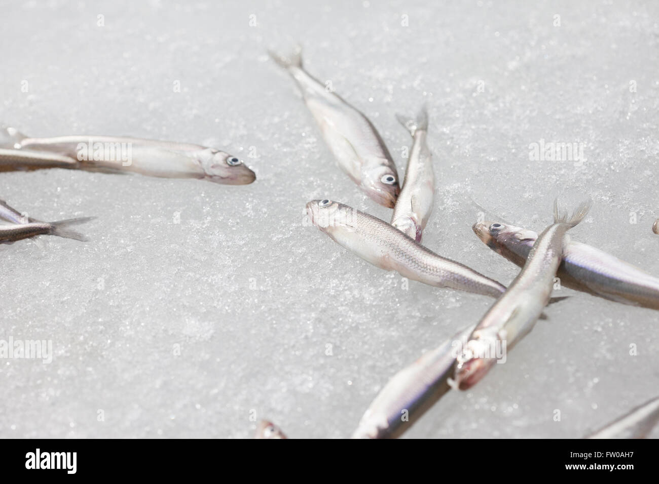 fresh smelt fish on the snow Stock Photo - Alamy