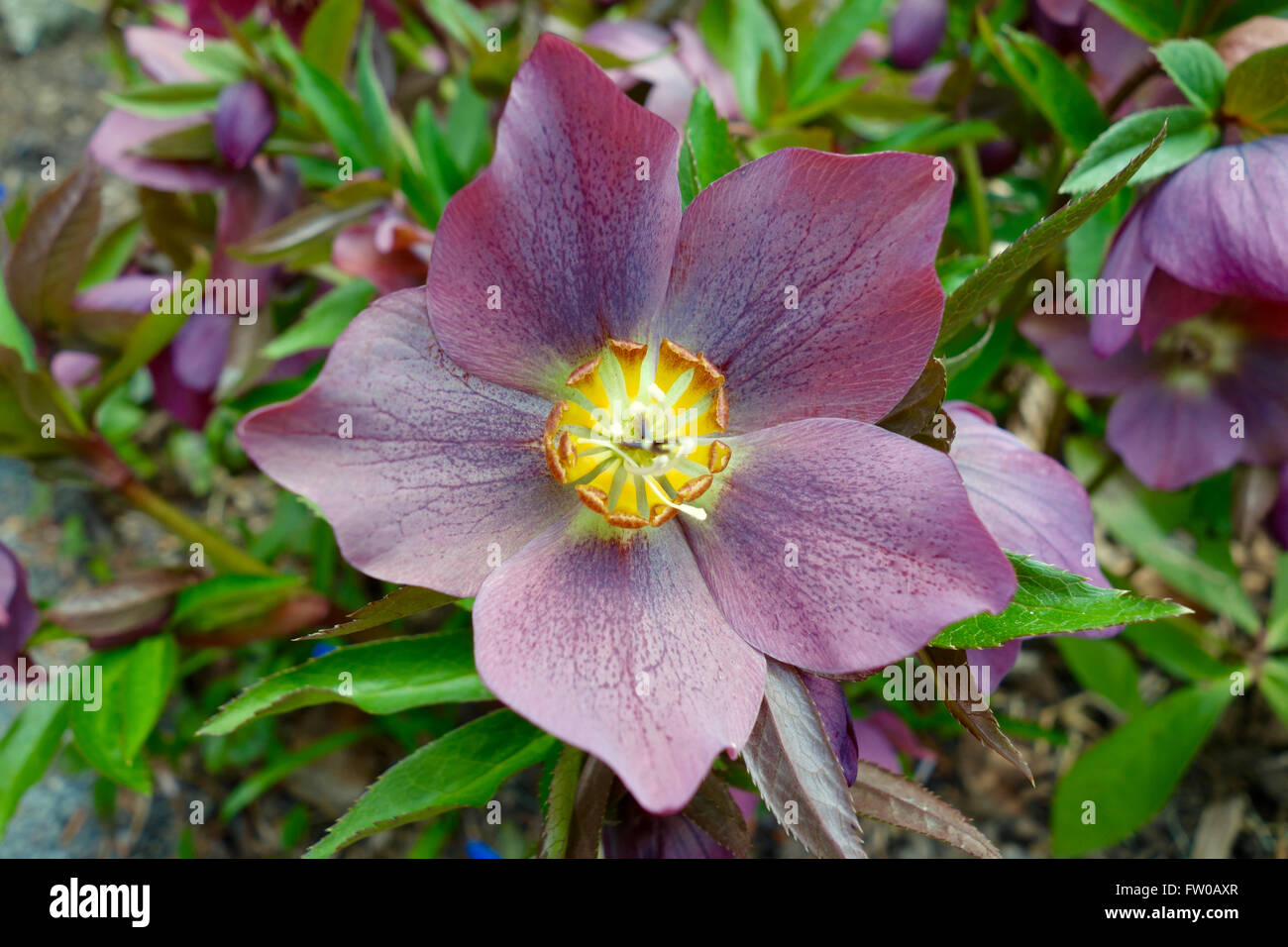 Lenten Rose Flower Stock Photo - Alamy