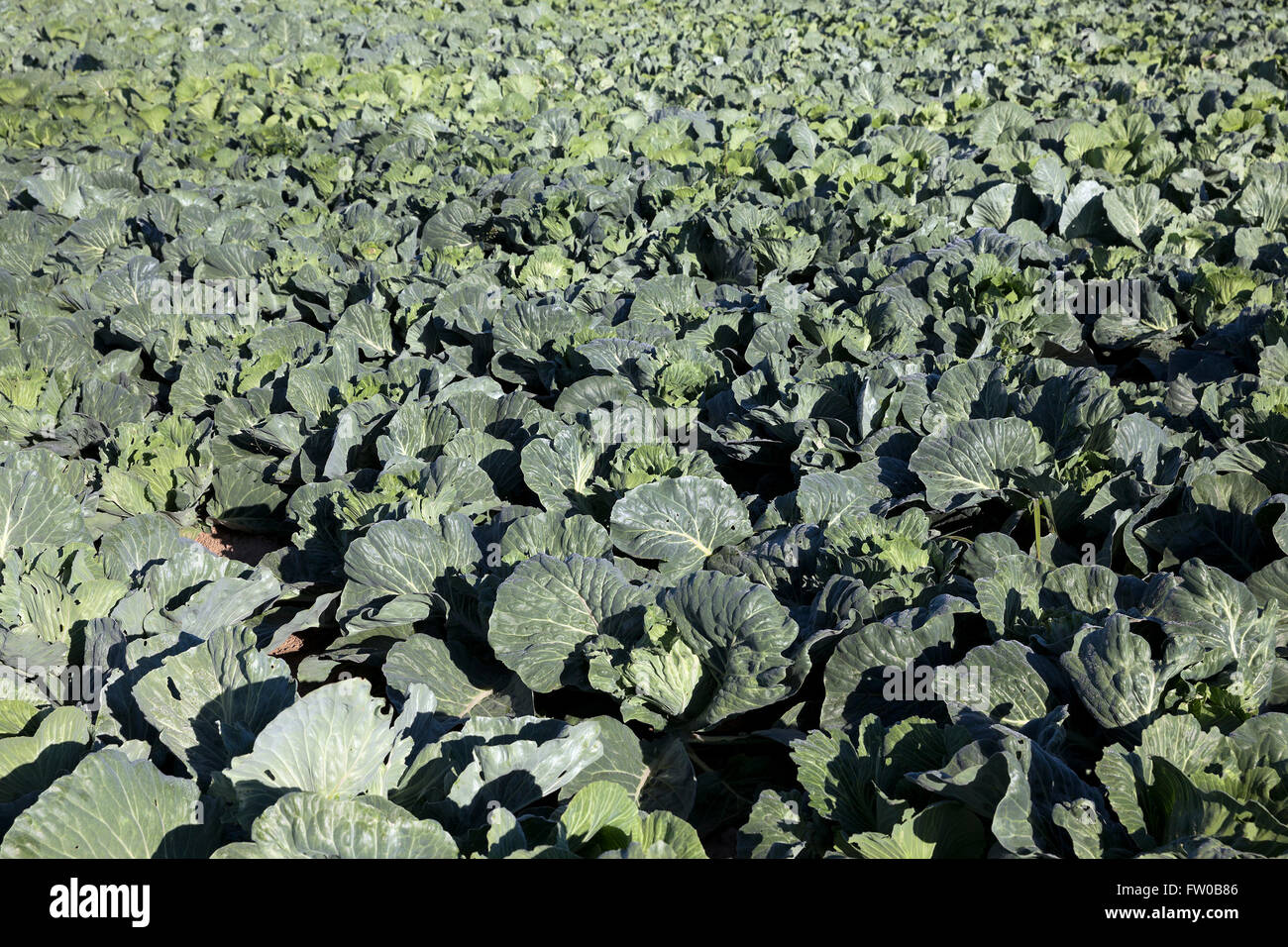 green cabbage in a field Stock Photo - Alamy