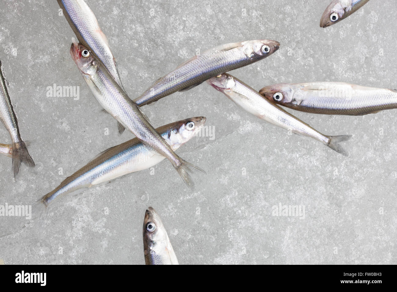 fresh smelt fish on the snow top view still life Stock Photo - Alamy