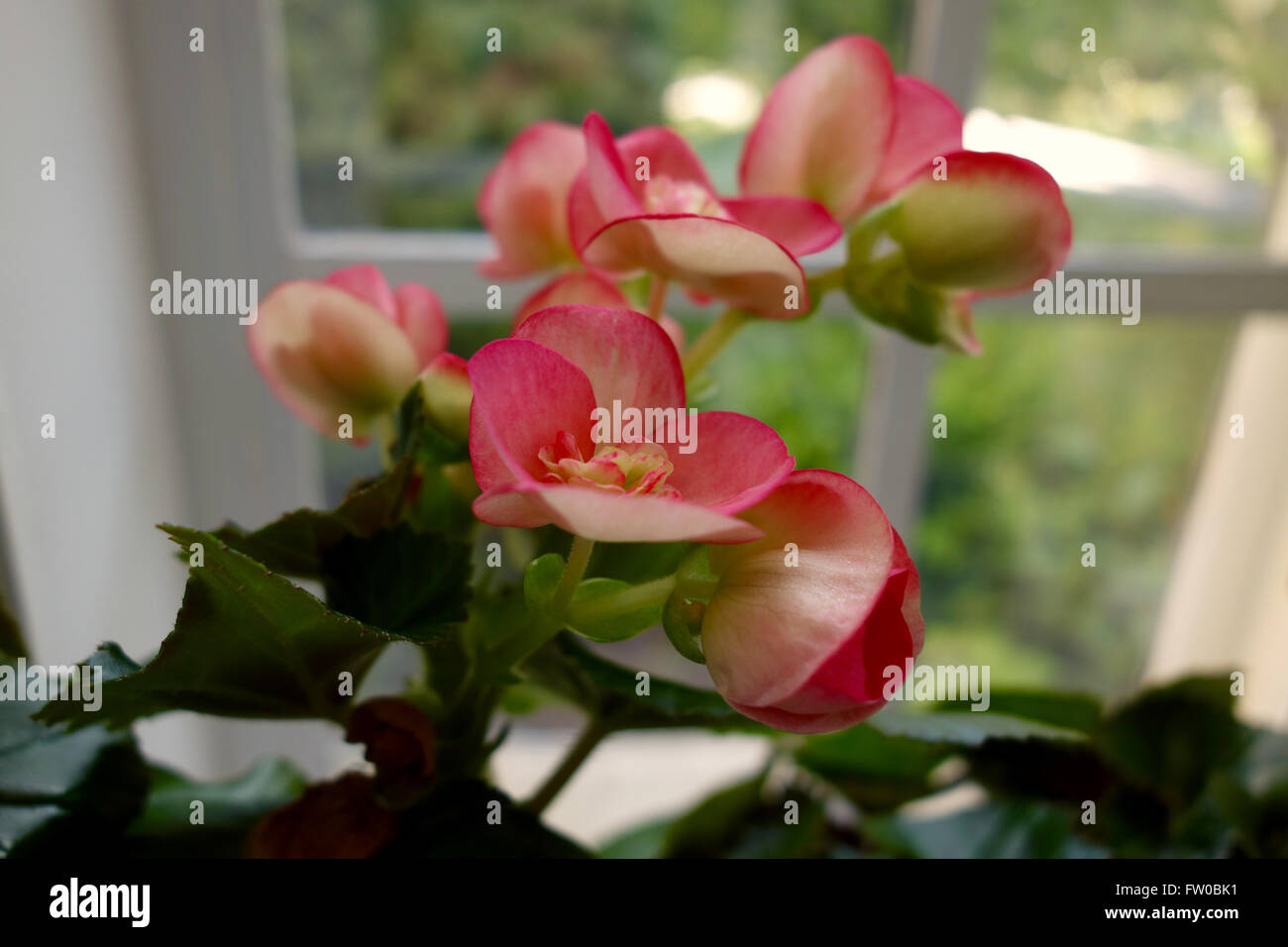 Pink begonia flowers hi-res stock photography and images - Alamy