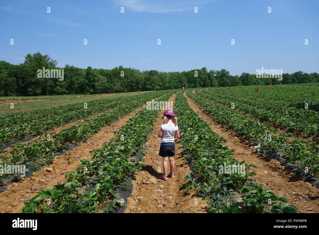 Girl walking through farm field hi-res stock photography and images - Alamy