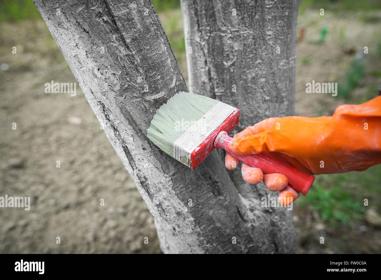 Care tree after winter. Hand in rubber glove with lime colors tree from ...