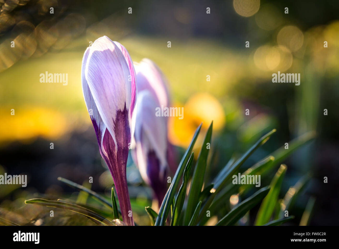 Lighted Crocus Blossoms Stock Photo - Alamy