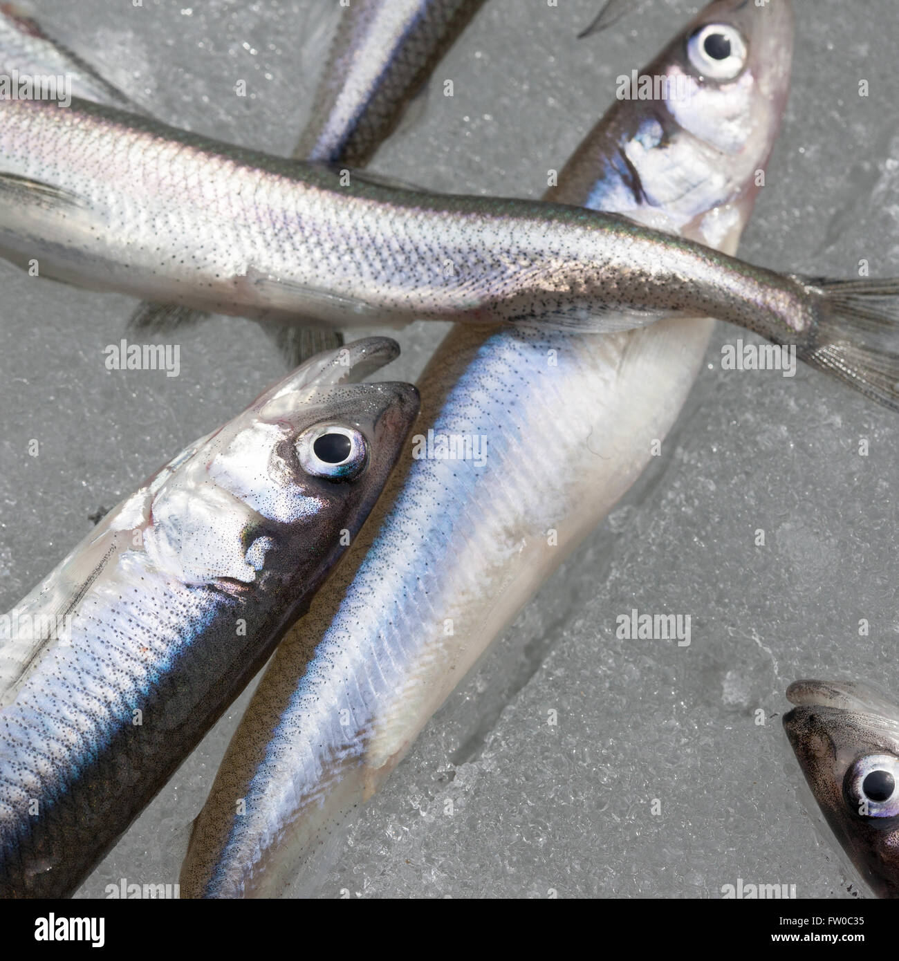 Smelt fish hi-res stock photography and images - Alamy