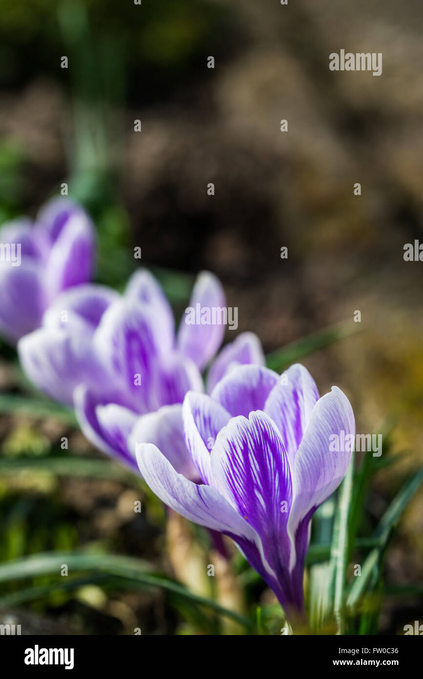 Row of blossoms hi-res stock photography and images - Alamy