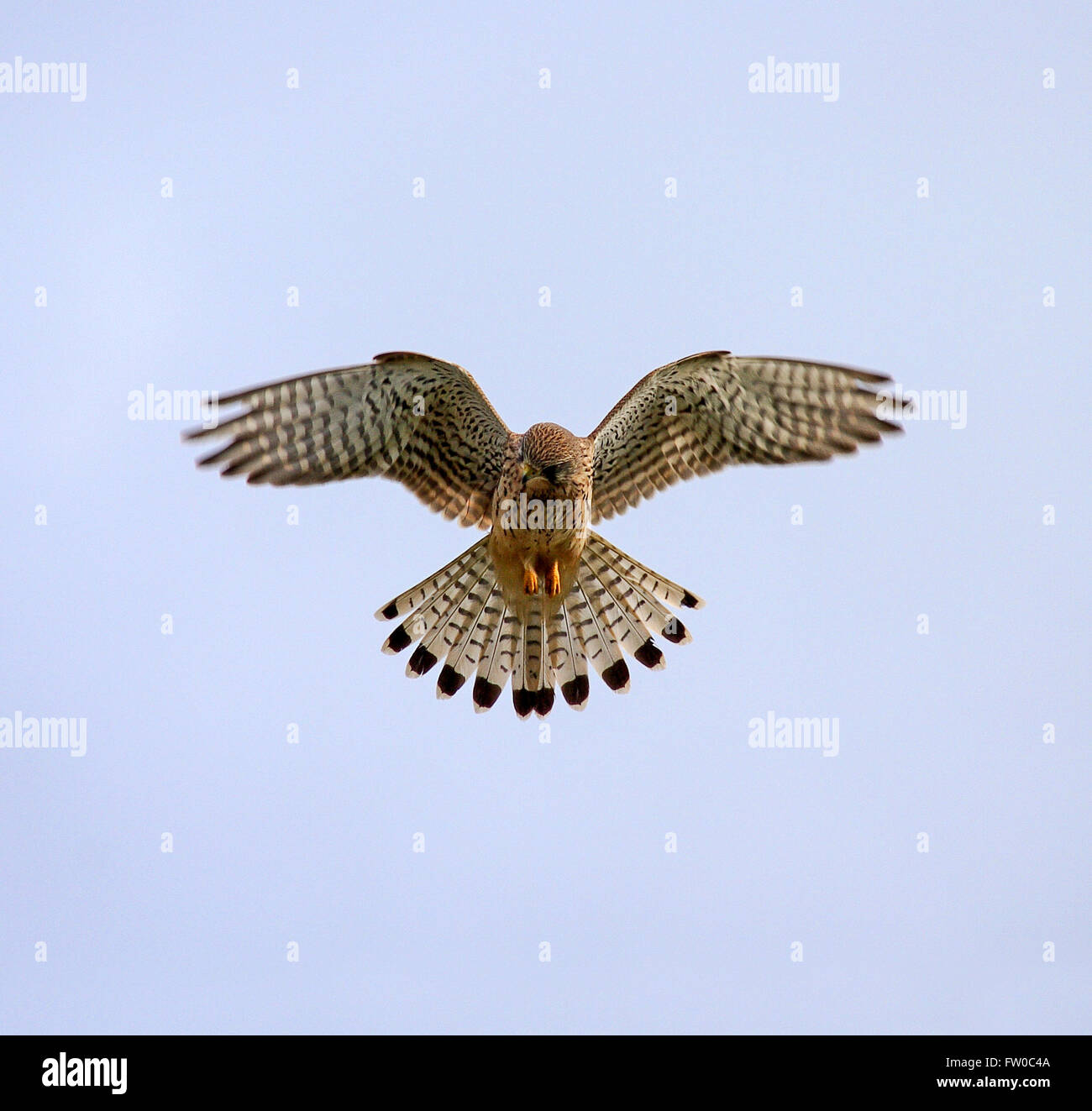 Kestrel hovering looking for food Isle of Wight Hampshire Stock Photo ...