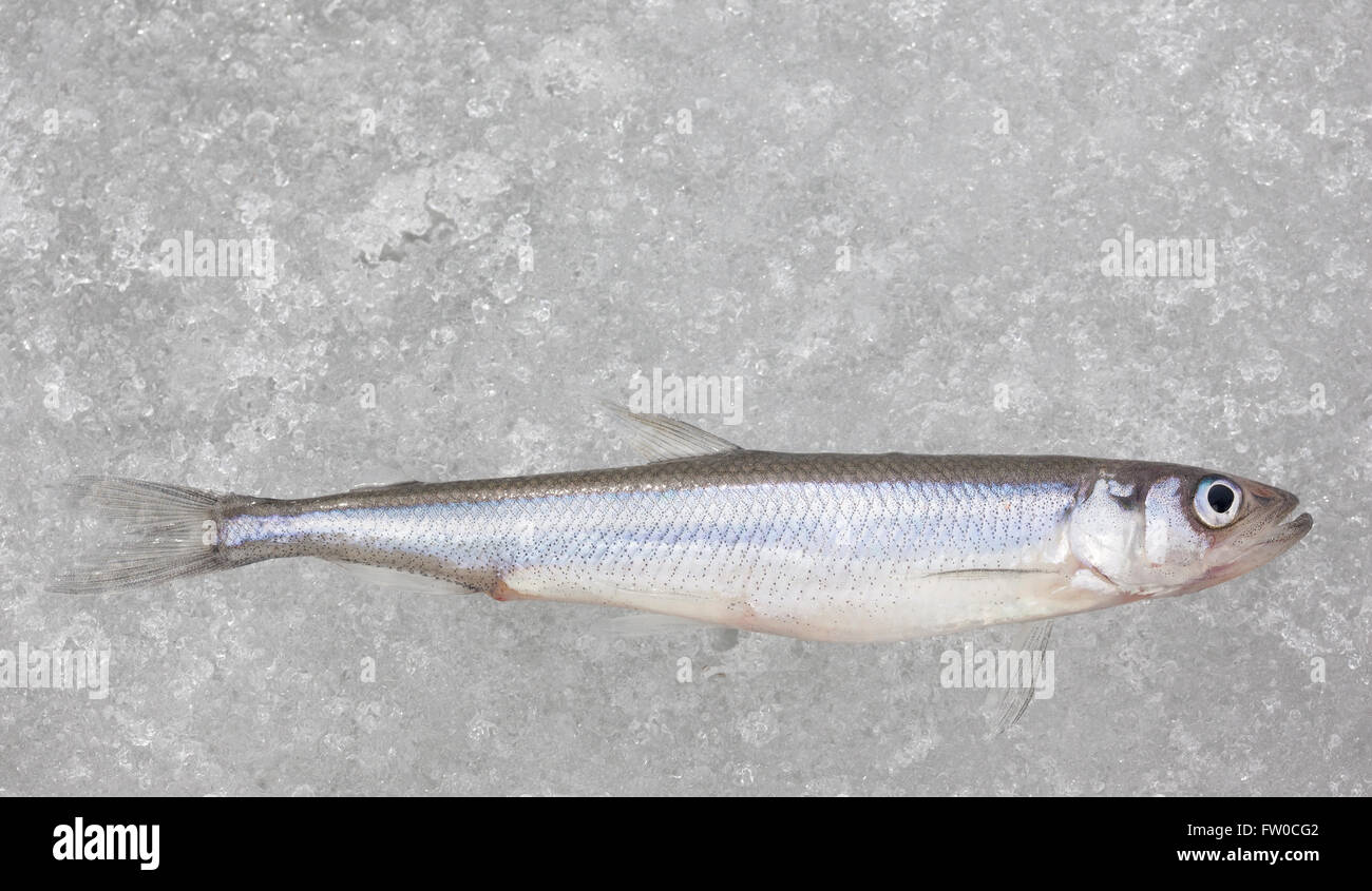 fresh smelt fish on white ice top view closeup Stock Photo - Alamy